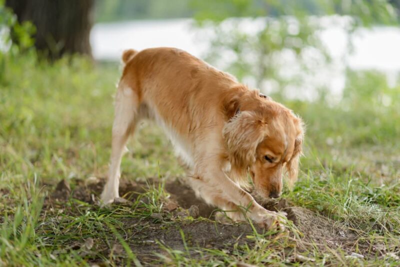 Scorpion Stings on Dogs | Great Pet Care