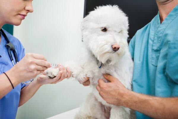 Anemia in Dogs | Great Pet Care