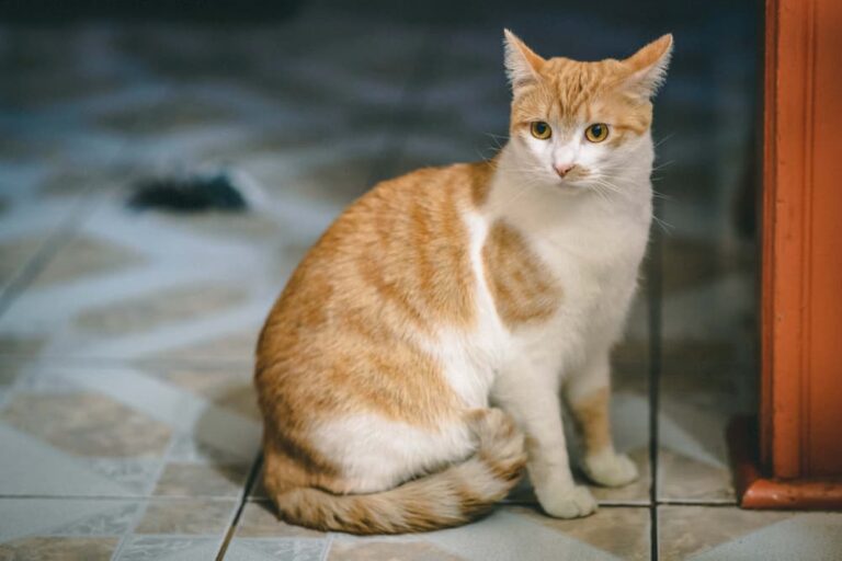 Cat Tail Language: Decoding Your Feline’s Flick | Great Pet Care