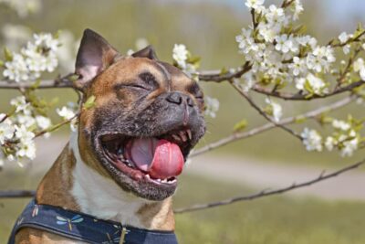 Quercetin for Dogs: Uses and Benefits | Great Pet Care