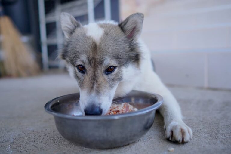 Nutritional Yeast for Dogs: Benefits and Uses | Great Pet Care