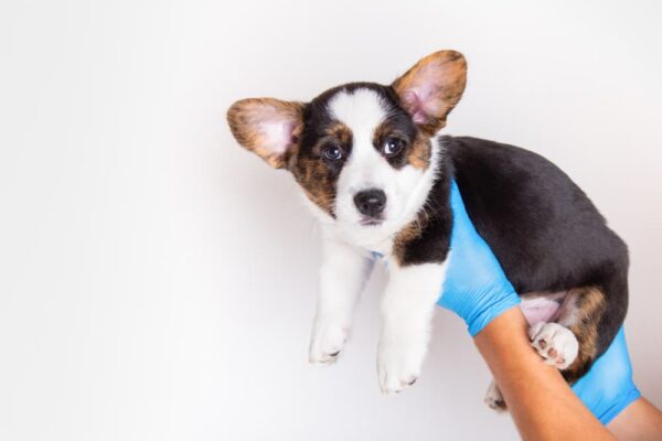 Intestinal Blockage in Dogs | Great Pet Care