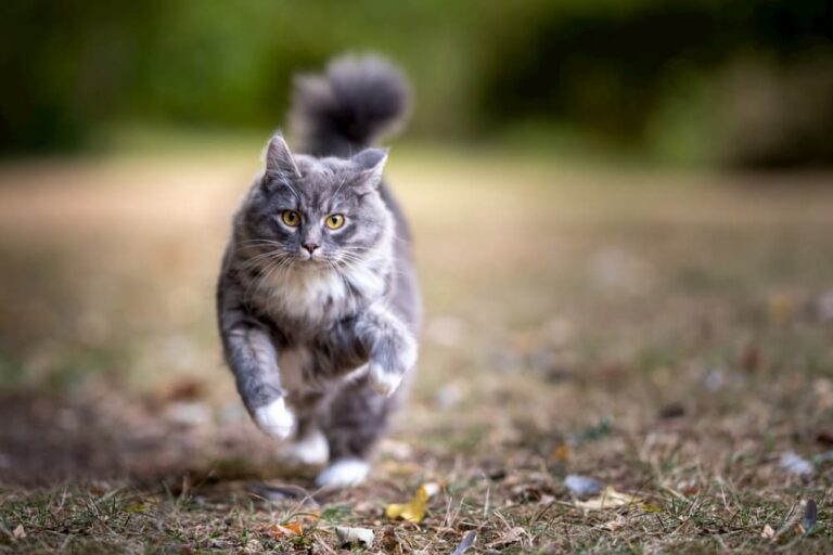 Cat Tail Language: Decoding Your Feline’s Flick | Great Pet Care