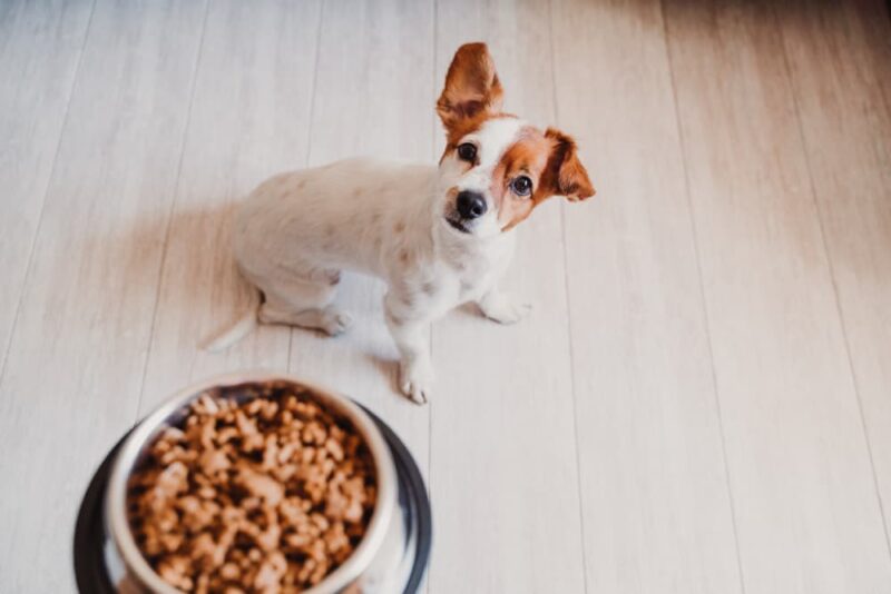 Dog Digestion: Everything You Need to Know | Great Pet Care
