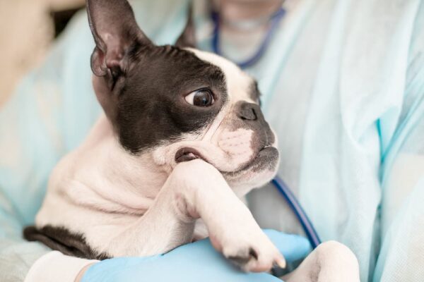 Scorpion Stings on Dogs | Great Pet Care