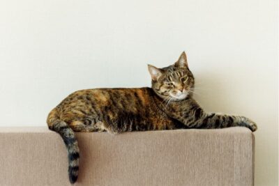 Cat Tail Language: Decoding Your Feline’s Flick | Great Pet Care