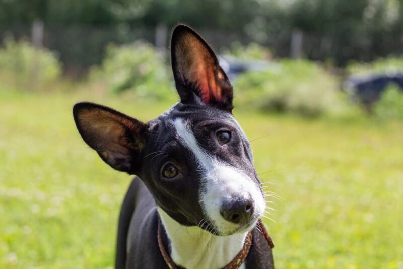 Dog Digestion: Everything You Need to Know | Great Pet Care