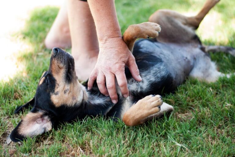 Dog Digestion: Everything You Need to Know | Great Pet Care