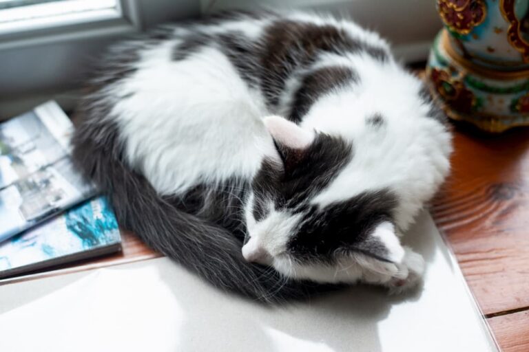 Cat Tail Language: Decoding Your Feline’s Flick | Great Pet Care