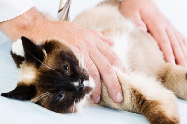 Urinary Tract Infection (UTI) in Cats | Great Pet Care