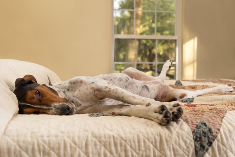 Intestinal Blockage in Dogs | Great Pet Care