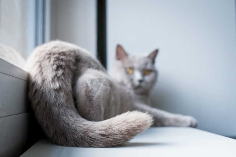 Cat Tail Language: Decoding Your Feline’s Flick | Great Pet Care