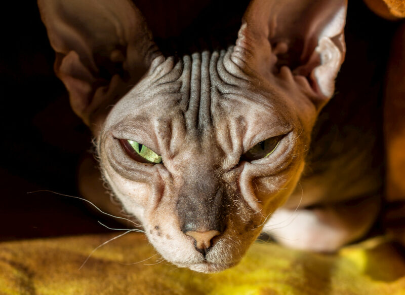 Tips For Adopting Your First Hairless Cat | Great Pet Care