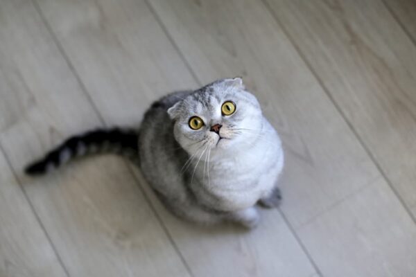 Cat Tail Language: Decoding Your Feline’s Flick | Great Pet Care