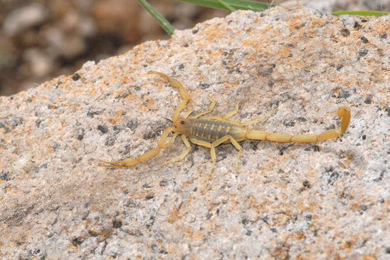 Scorpion Stings on Dogs | Great Pet Care