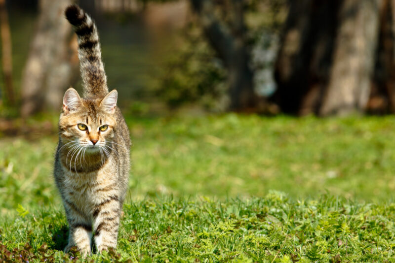 Cat Tail Language: Decoding Your Feline’s Flick | Great Pet Care