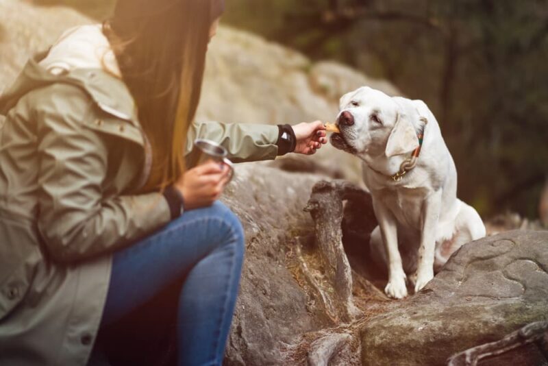 Dog Digestion: Everything You Need to Know | Great Pet Care