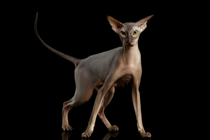 Tips For Adopting Your First Hairless Cat | Great Pet Care
