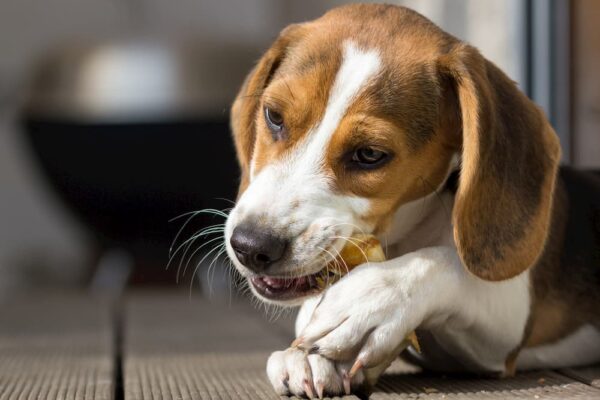 Dog Digestion: Everything You Need to Know | Great Pet Care