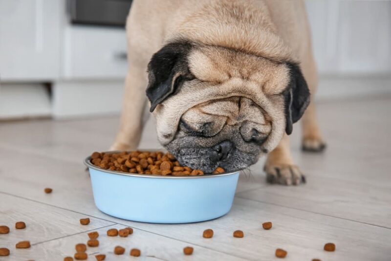 Dog Digestion: Everything You Need to Know | Great Pet Care
