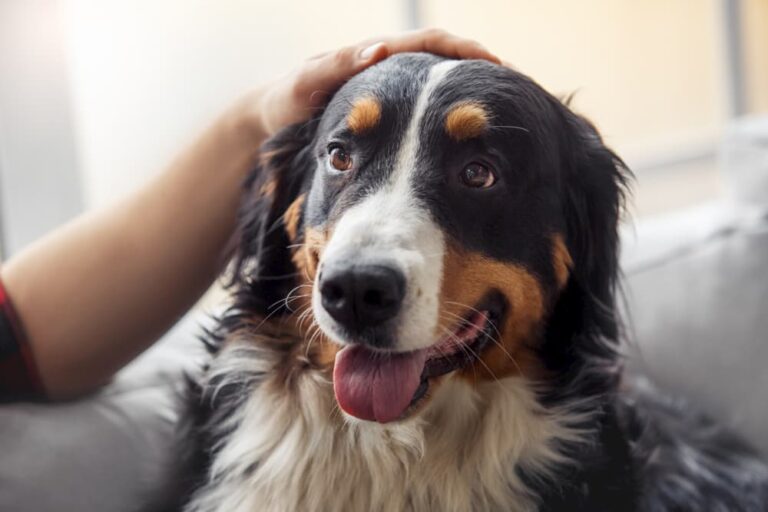 Scorpion Stings on Dogs | Great Pet Care