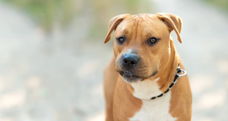 Why Is My Dog Making Weird Noises? | Great Pet Care