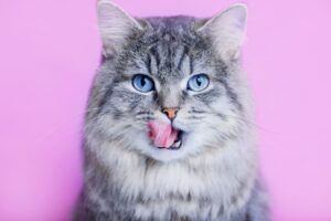 200 Food Names for Cats You'll Eat Right Up | Great Pet Care