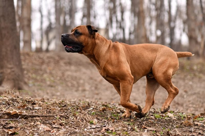 Choosing a Big Dog Breed: The Top 10 | Great Pet Care