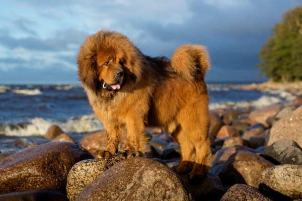 Choosing a Big Dog Breed: The Top 10 | Great Pet Care
