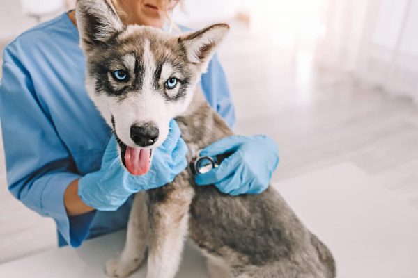 Puppy's First Vet Visit: New Pet Parent's Checklist | Great Pet Care