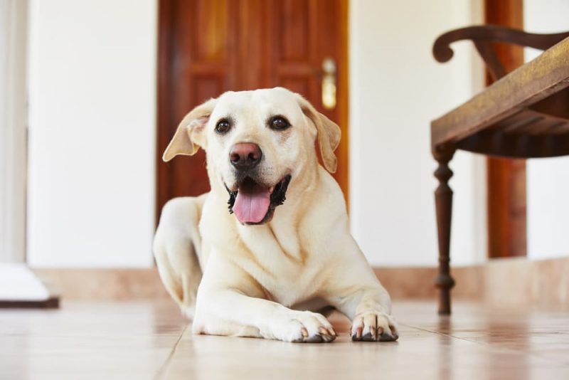 Sebaceous Cysts on Dogs | Great Pet Care