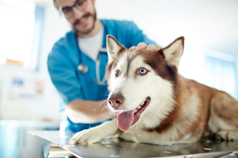 Sebaceous Cysts on Dogs | Great Pet Care