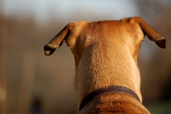 Sebaceous Cysts on Dogs | Great Pet Care