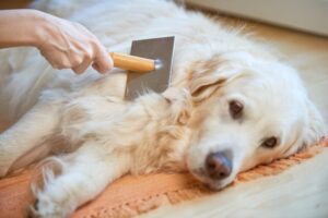 Dog Shedding: Why It Happens and When To Worry | Great Pet Care