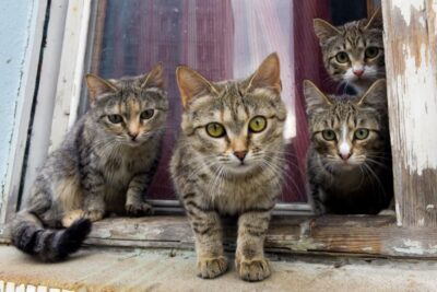 All About Feline Leukemia Virus (FeLV) | Great Pet Care