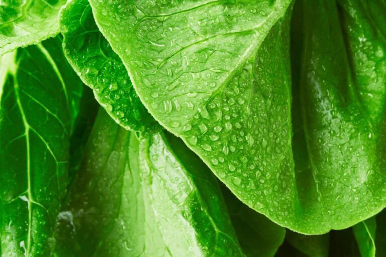 10 Great Sources of Fiber for Dogs | Great Pet Care