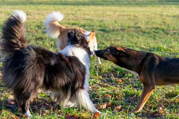 All About Dog Hackles | Great Pet Care
