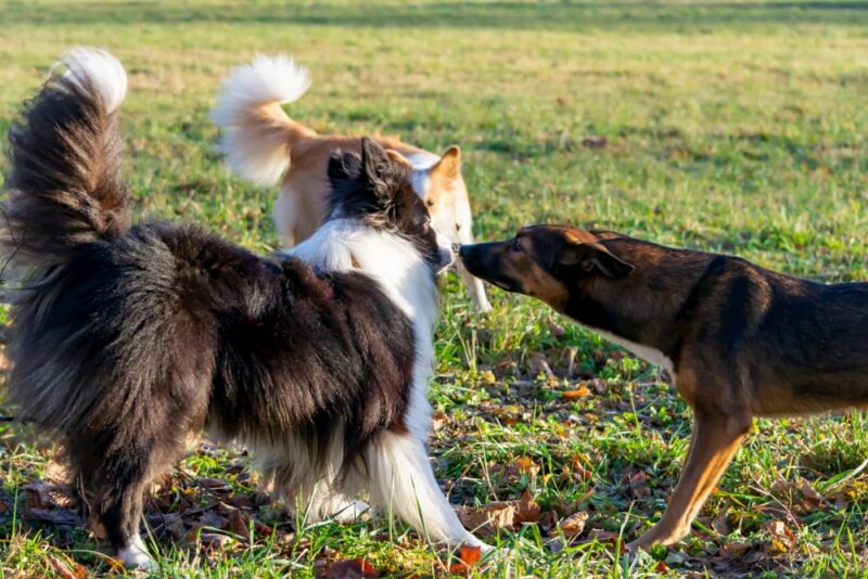All About Dog Hackles | Great Pet Care