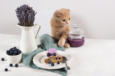 200 Food Names for Cats You'll Eat Right Up | Great Pet Care