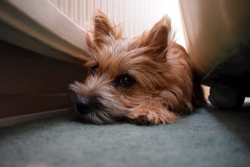 12 Noises That Freak Dogs Out | Great Pet Care