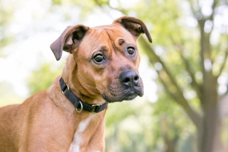 12 Noises That Freak Dogs Out | Great Pet Care