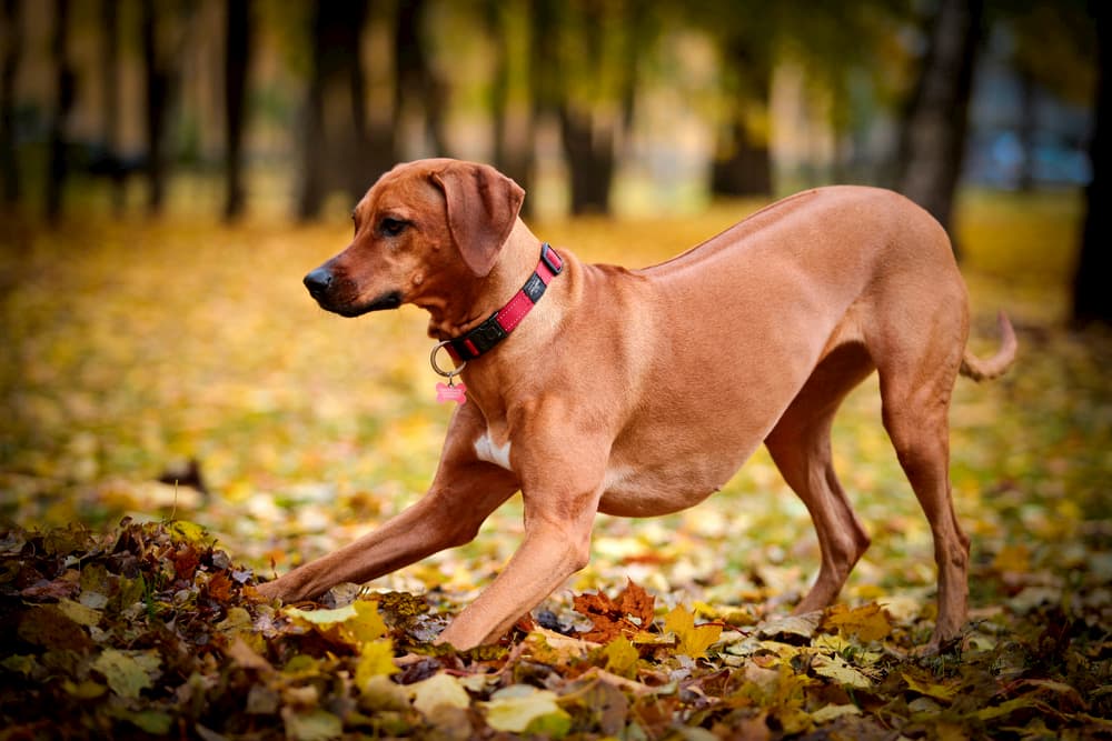 What Dog Breeds Have Hackles