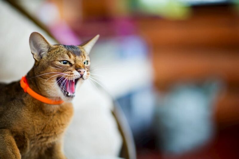 Cat Hissing: Everything You Need to Know | Great Pet Care
