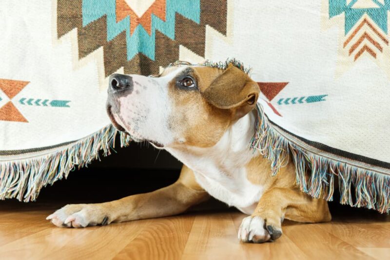 12 Noises That Freak Dogs Out | Great Pet Care