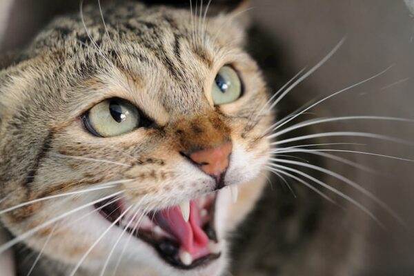 Cat Hissing: Everything You Need to Know | Great Pet Care
