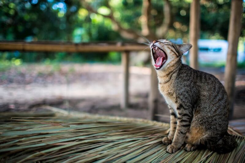 Cat Hissing: Everything You Need to Know | Great Pet Care