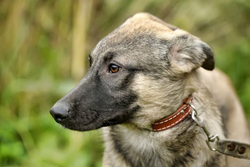 All About Dog Hackles | Great Pet Care