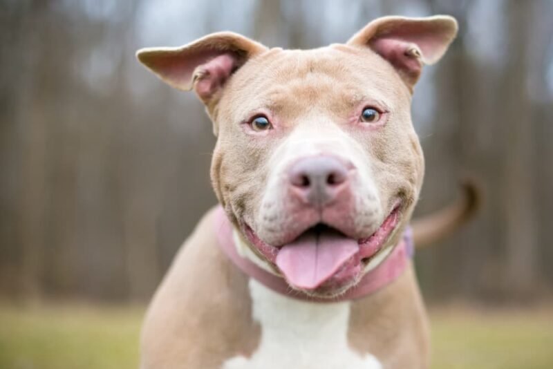 Dehydration in Dogs | Great Pet Care