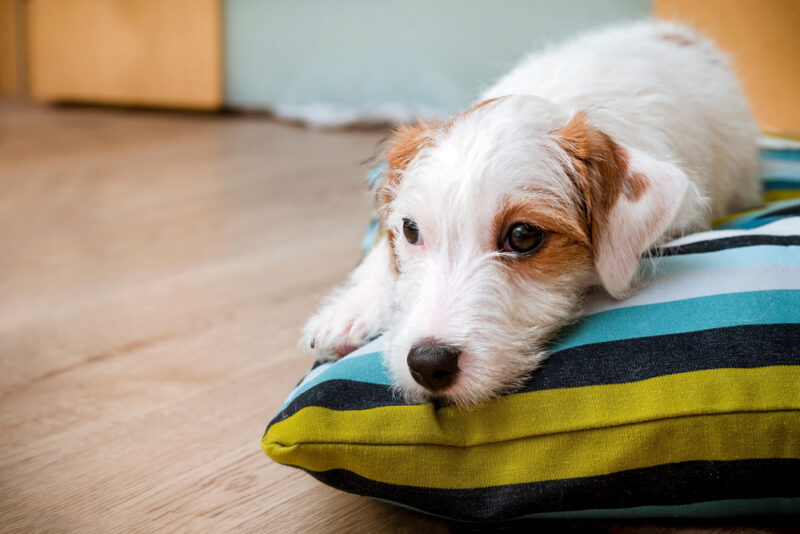 Intervertebral Disc Disease (IVDD) in Dogs | Great Pet Care