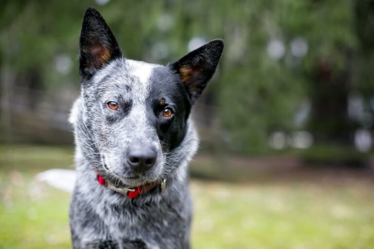 10 Great Sources of Fiber for Dogs | Great Pet Care